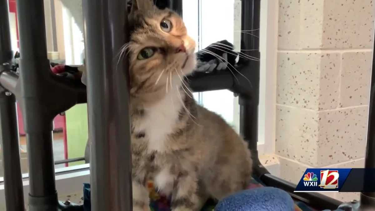 Noon Pet Of The Week: Boo
