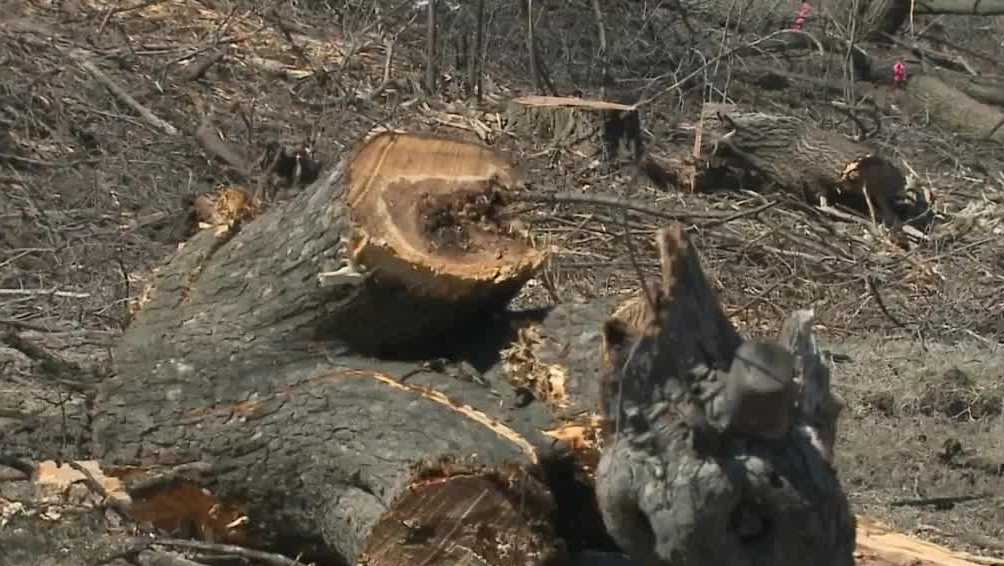Dozens of trees cut down at Milwaukee Medical Center