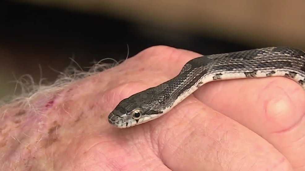 Identifying Triad snake species and tips for summer encounters