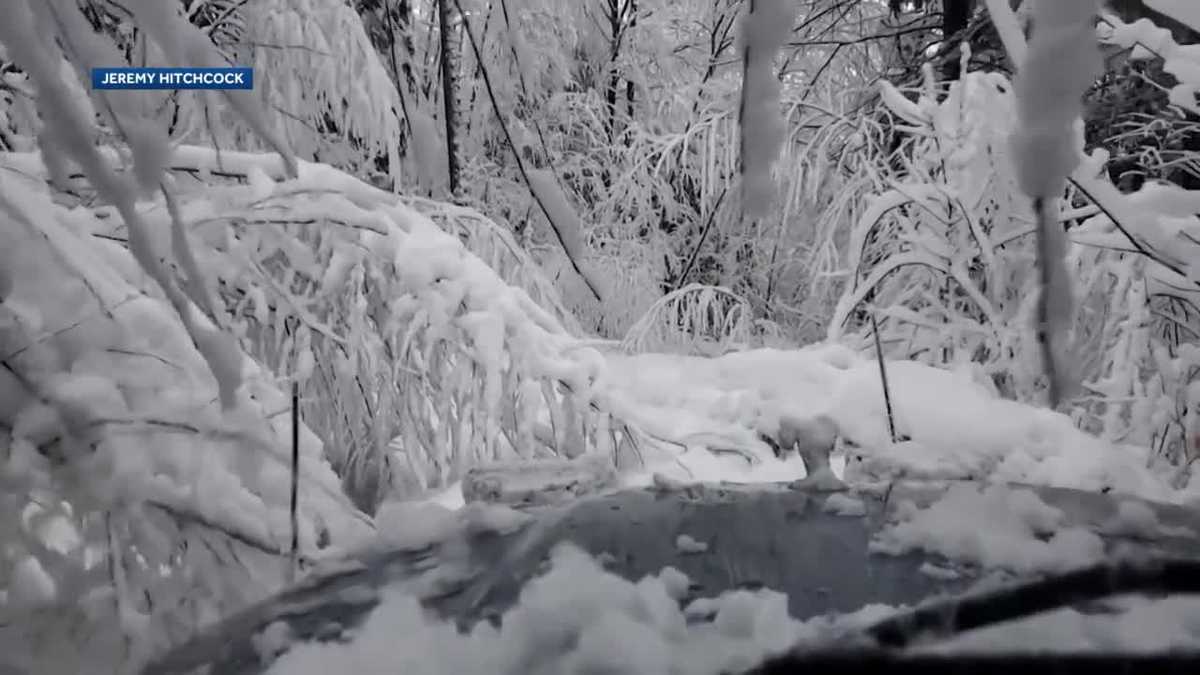 Downed trees line road in Alstead, NH from heavy, wet snow