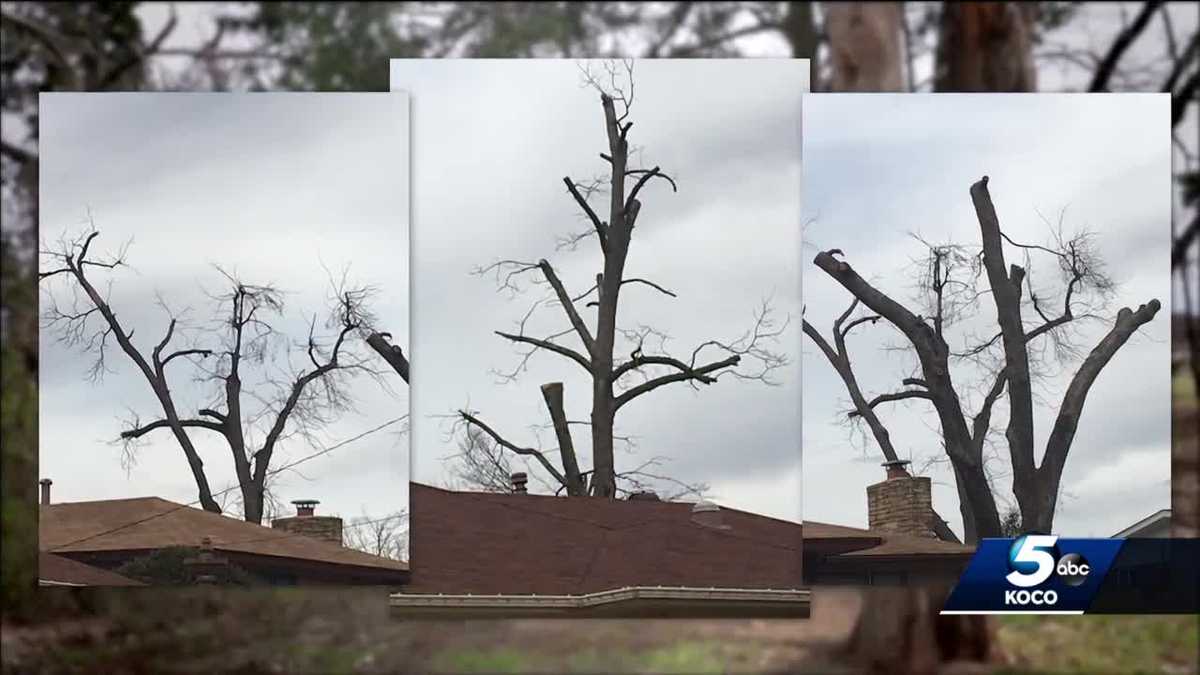 TREE SURVIVAL: Right and wrong way to prune damaged trees