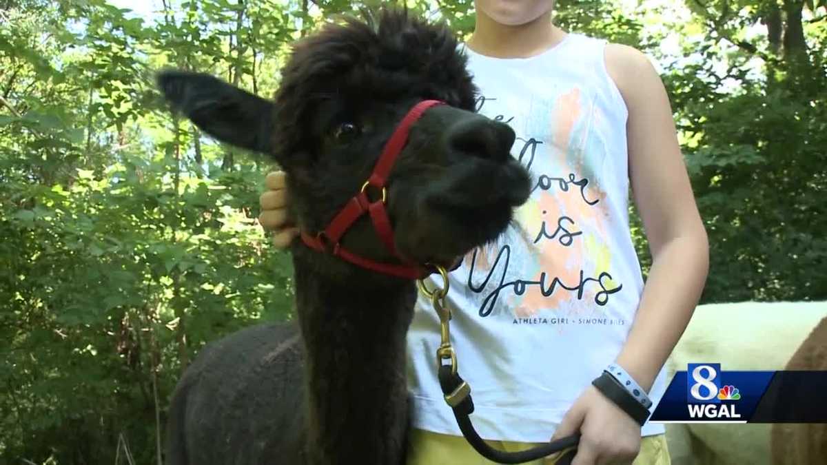 Alpaca summer camp held in Lancaster County