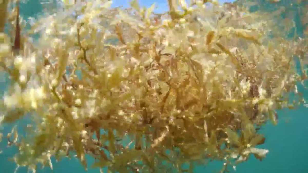 New oceanographic phenomenon of seaweed