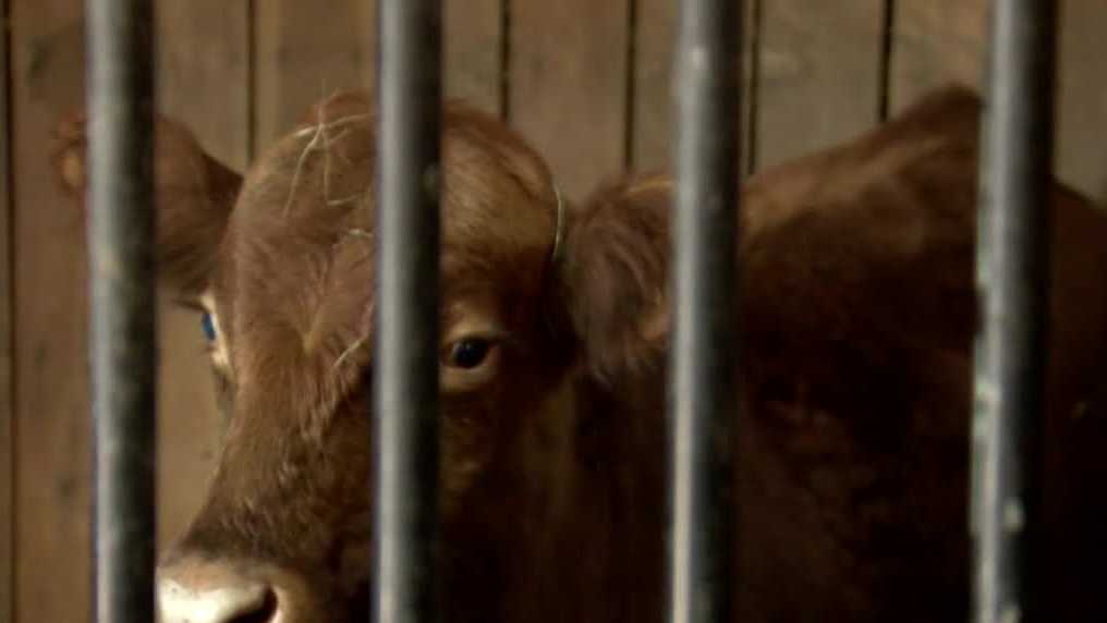 Last escaped bull captured near Cherokee Park has new home