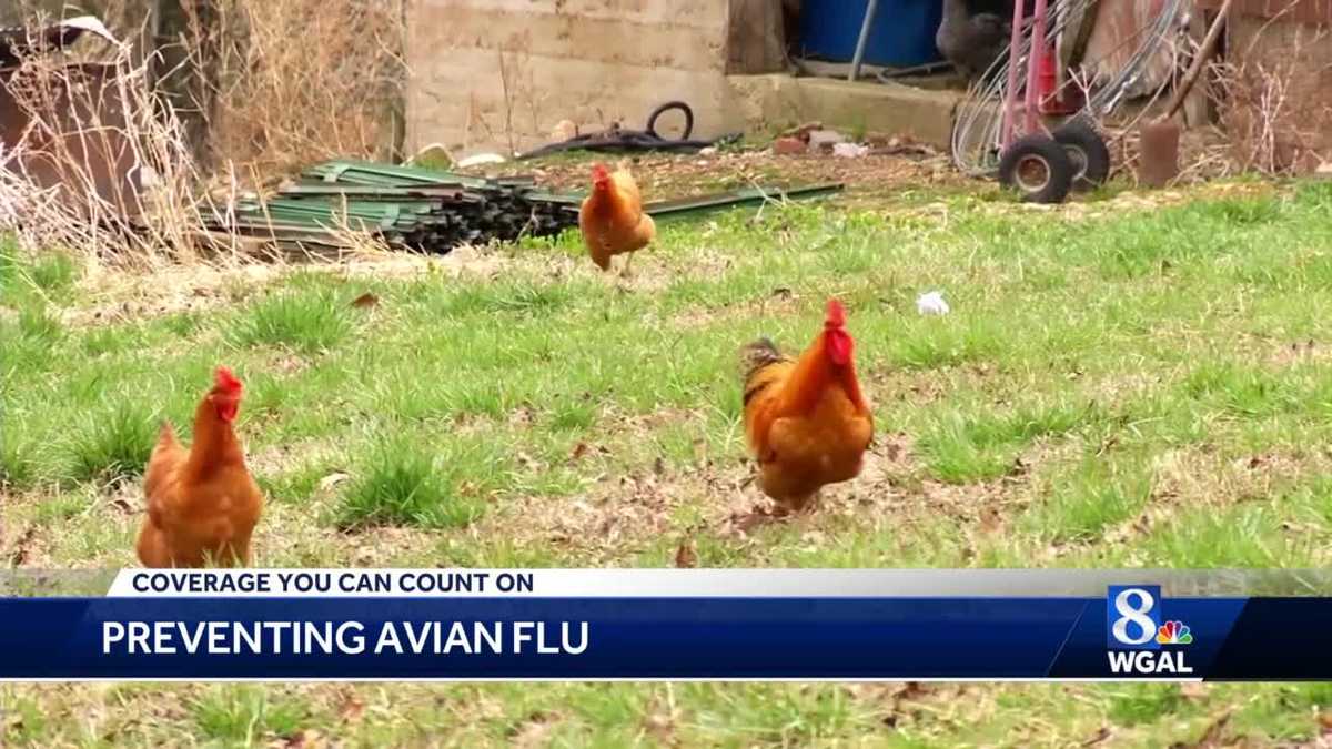 PA Department of Agriculture warns to keep chicken flocks inside