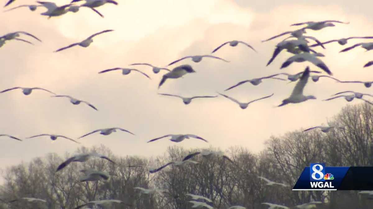 Pennsylvania's snow geese are expected to arrive soon