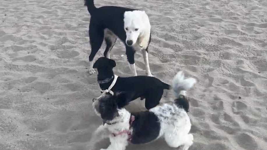 Too much sand could be a bad thing for your dog