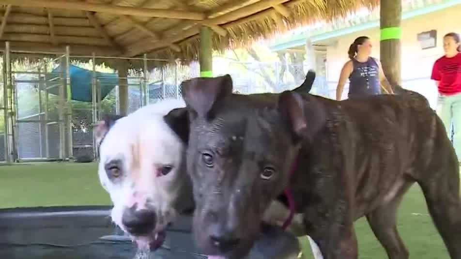 Florida animal care and control shelters maxed out with dogs