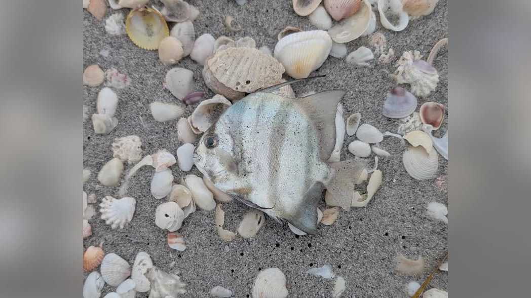 Red tide health alerts increase across Southwest Florida as ...