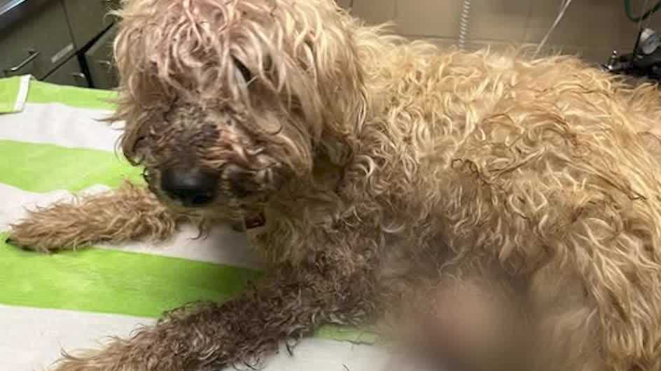 Dog receiving treatment after having leg cut off with pair of scissors