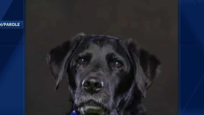 York County Courthouse's dog Buster retires