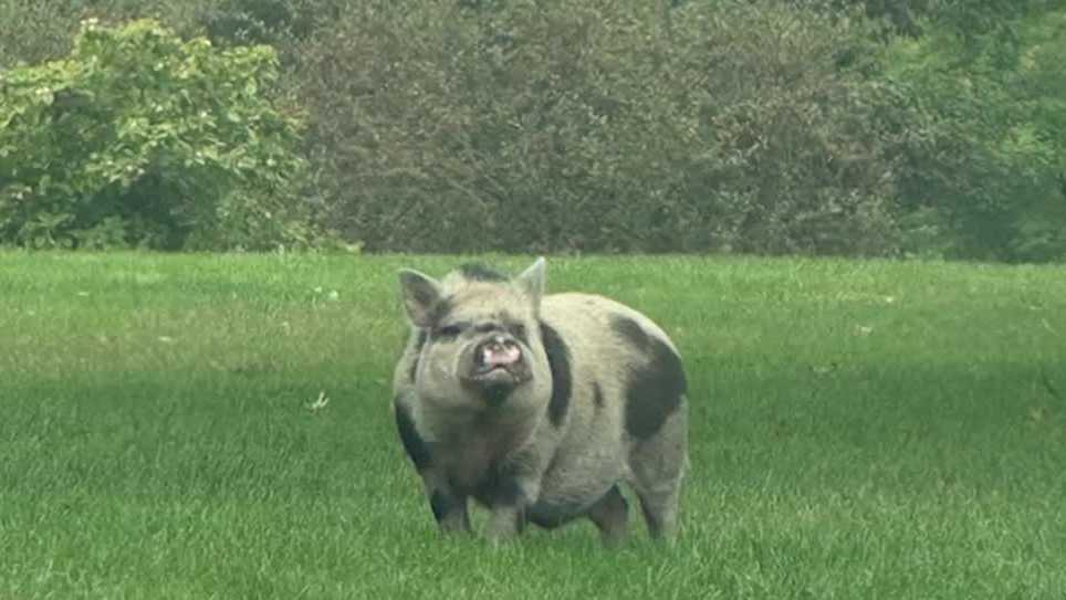 Pig spotted in Bent Creek community