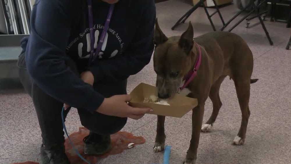 Humane Society of Harrisburg Area serves Thanksgiving meal to shelter ...