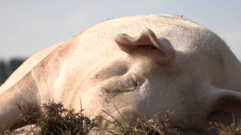 Pig escapes onto Lancaster County road, rescued by Samaritans