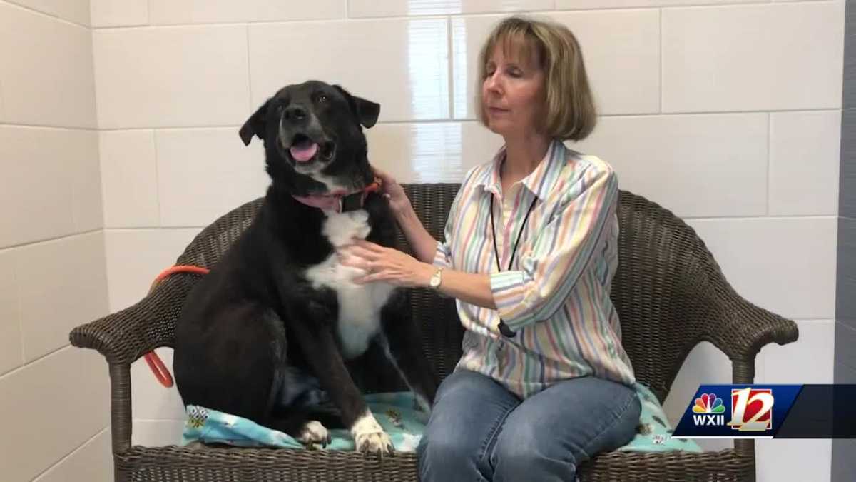 Pet of the Week: Sky