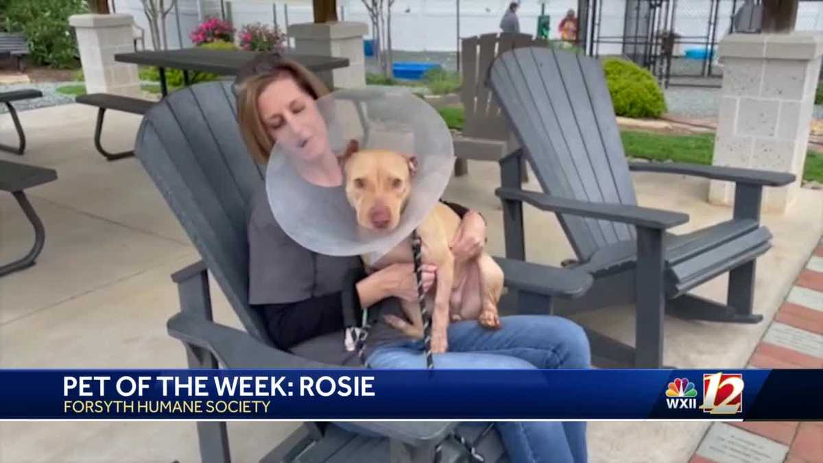 Noon Pet Of The Week: Rosie