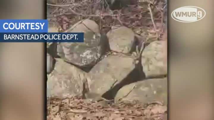 Dozens of domesticated rats discarded in Barnstead, police say