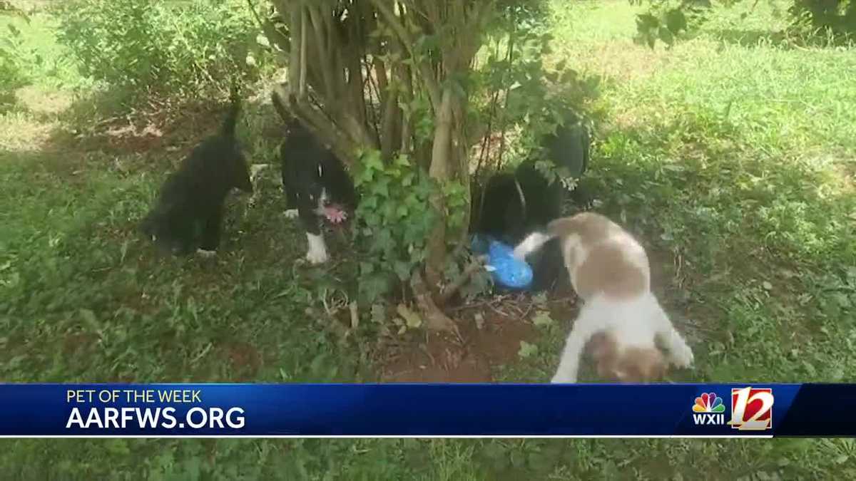 Noon Pets Of The Week: Bodie, Nancy, Mateo & Judson
