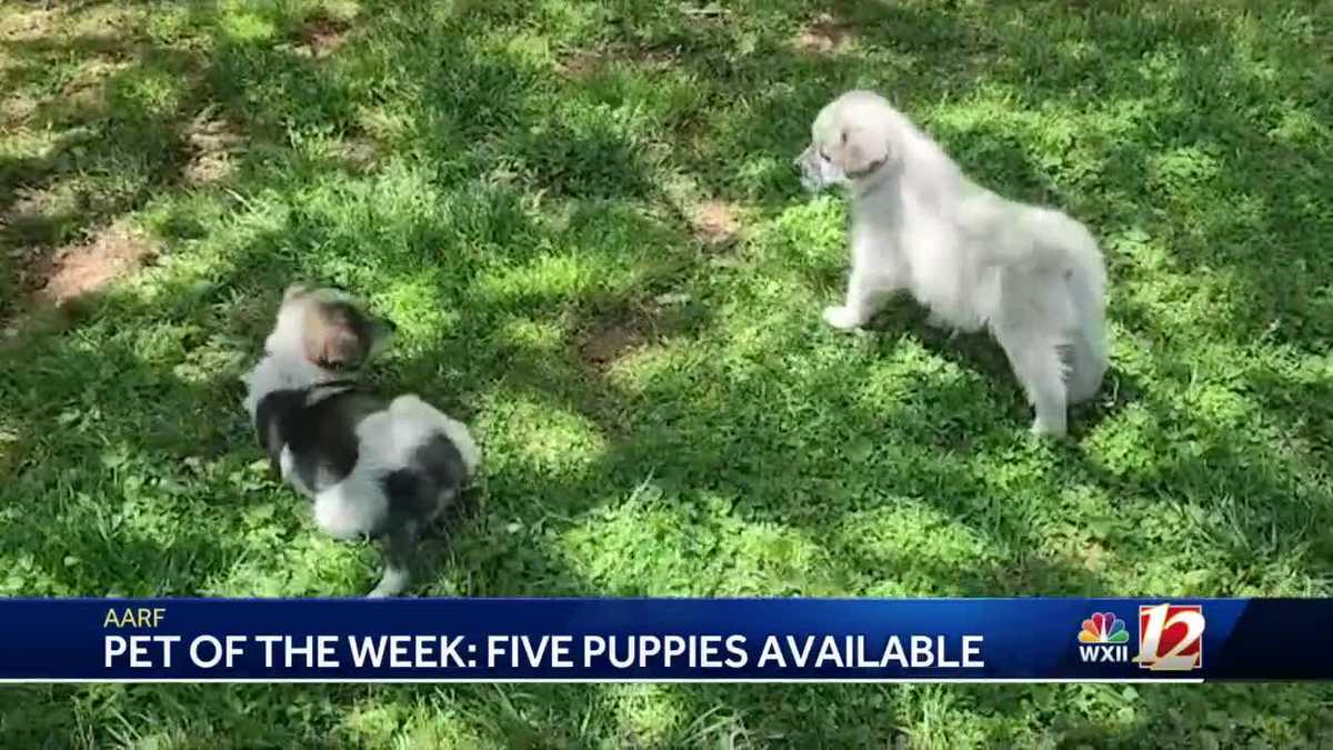 Noon Pets Of The Week: Five Puppies
