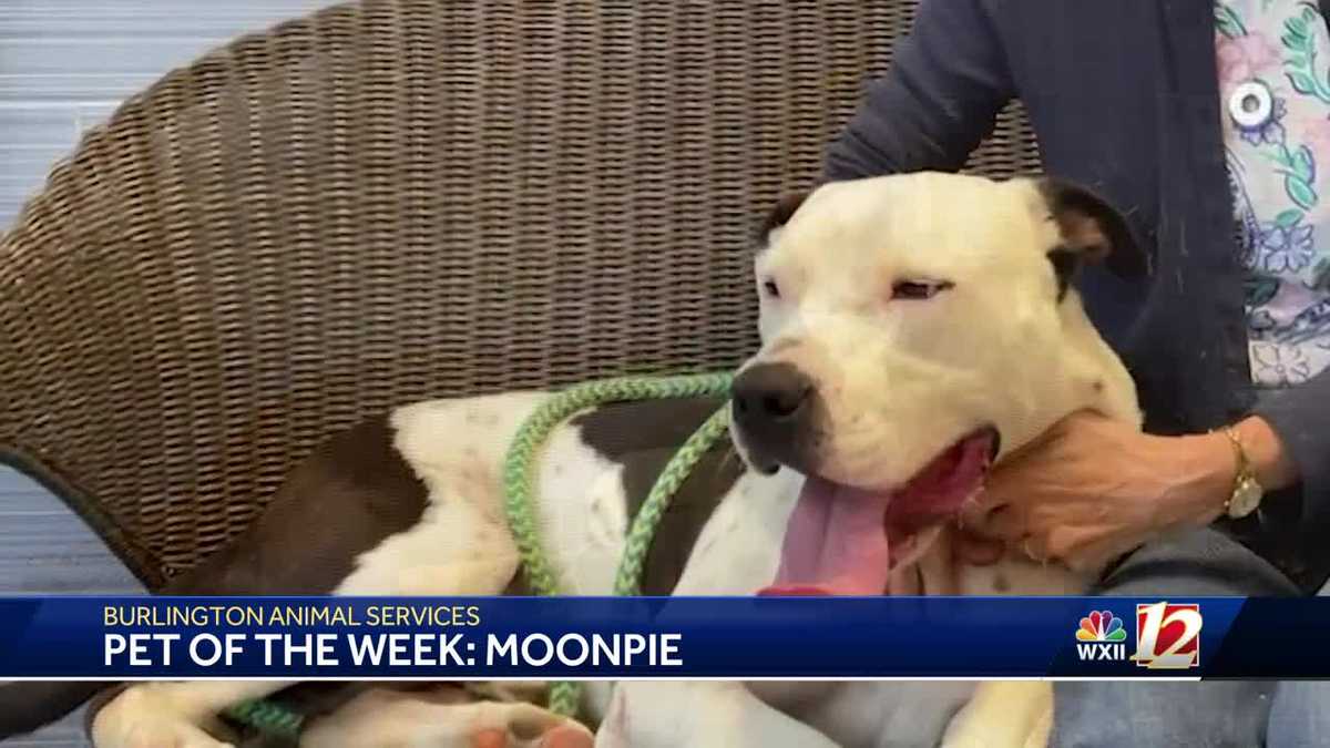 Noon Pet Of The Week: Moonpie