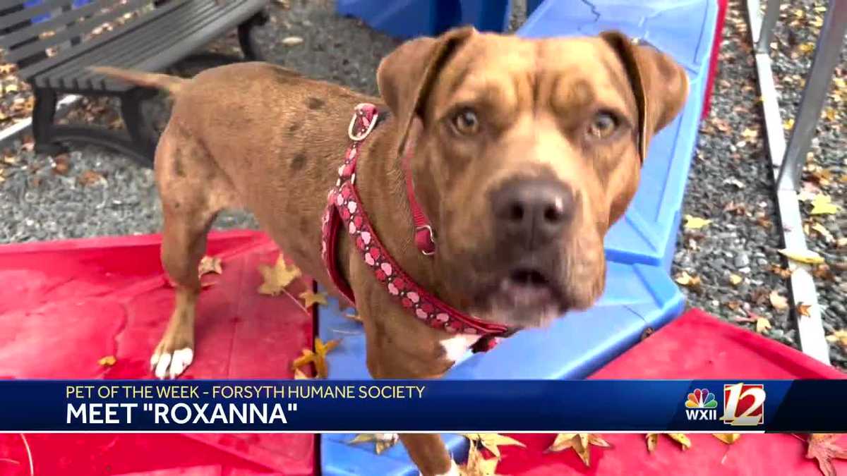 Noon Pet Of The Week: Roxanna