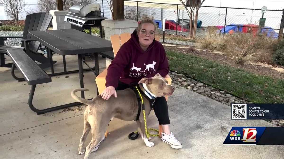 Noon Pet Of The Week: Champ