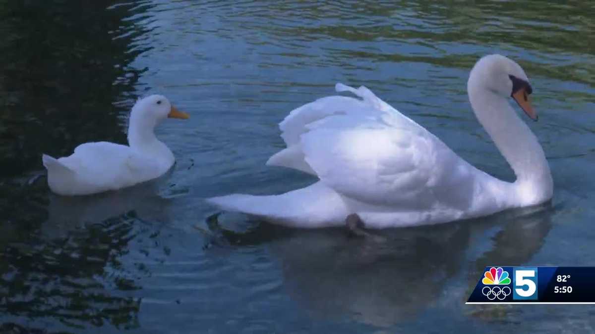 Swanton swans enjoying new pond