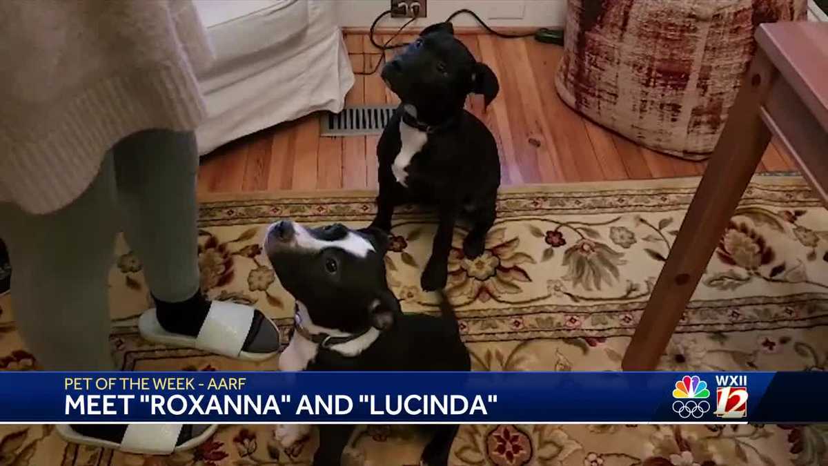 Noon Pets Of The Week: Roxanna & Lucinda
