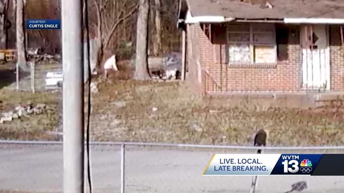 This, as one expert says dog attacks in Alabama are on the rise.