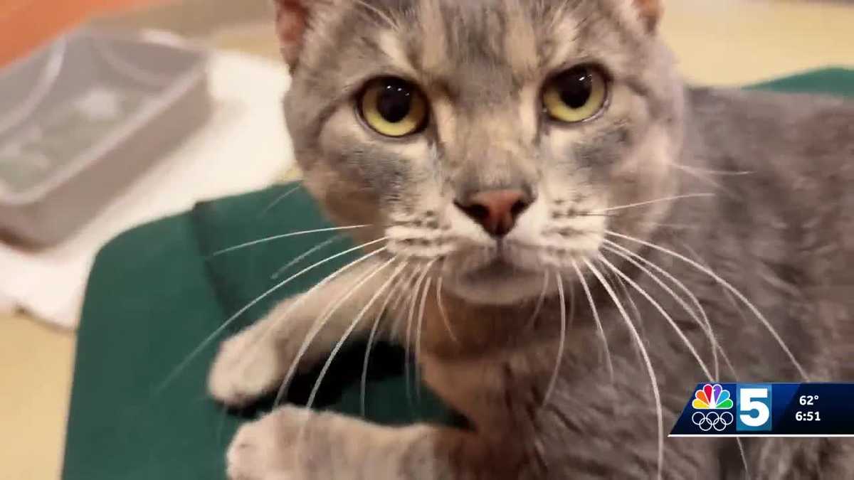 Pet Connection: Sept. 25, 2025