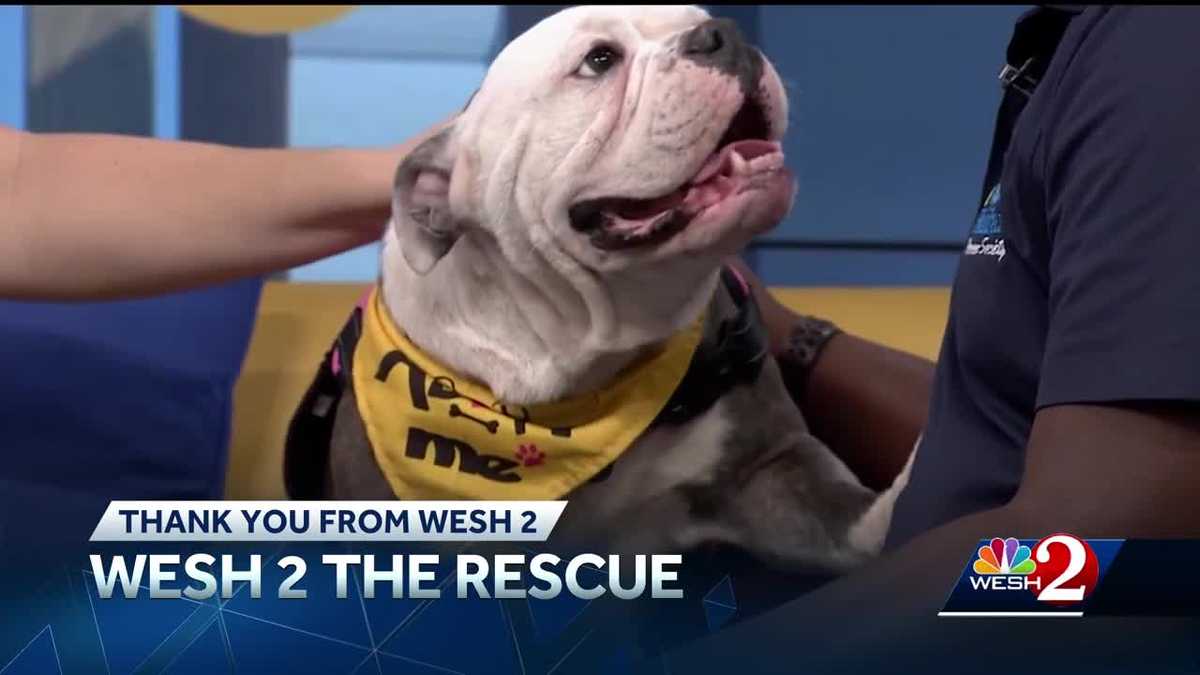 WESH 2 the Rescue thanks community for successful 4 months