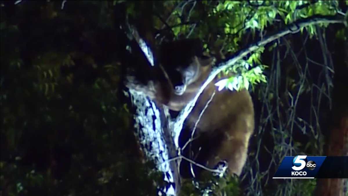 BEAR SHOT: Questions remain over shooting of bear in Norman yard