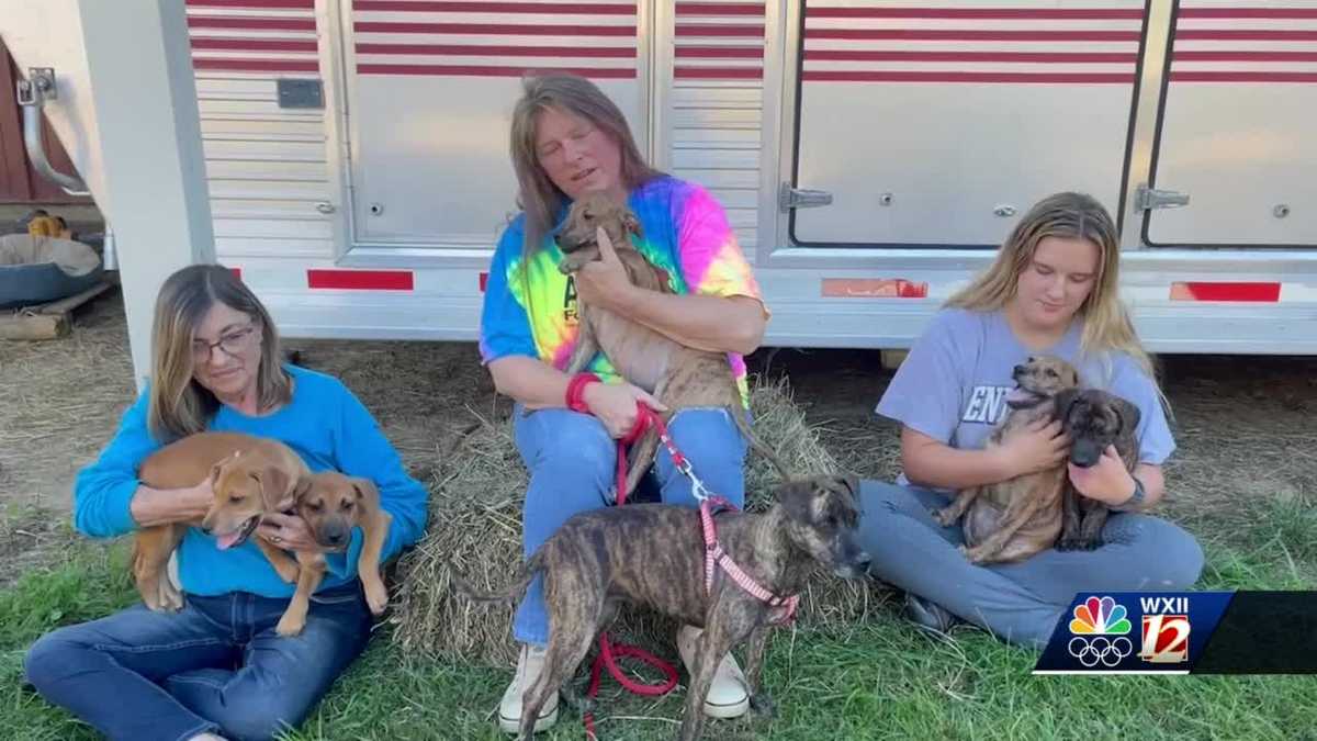 Noon Pets Of The Week: Stella, Simba, Tank, Nola, Rosie & Blue