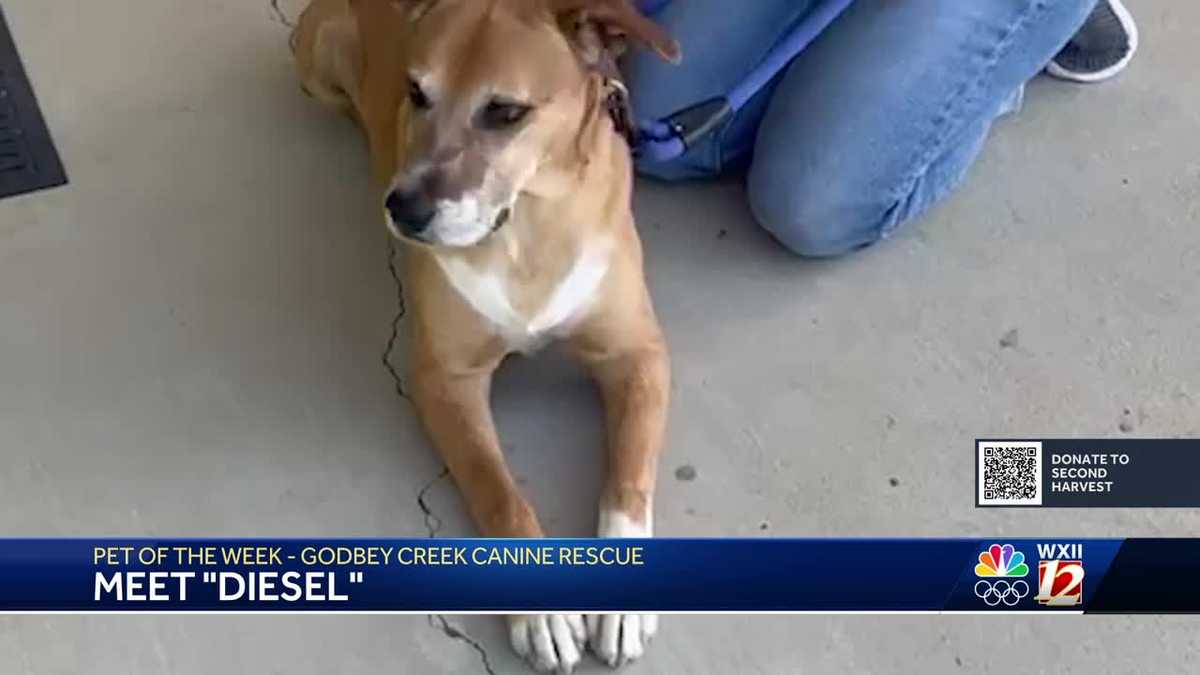Noon Pet Of The Week: Diesel