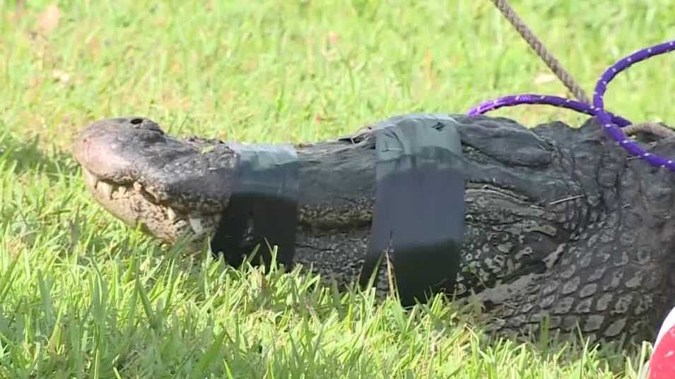 Florida trapper details catching gator behind Monday's fatal attack