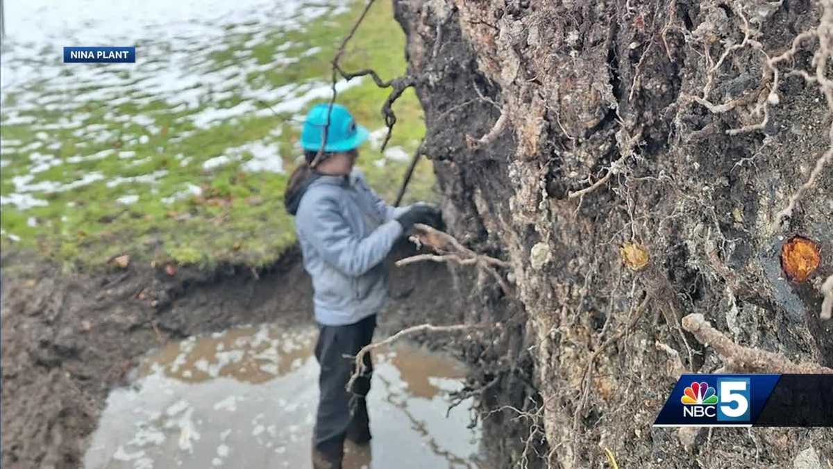 Family finds buried objects under fallen uprooted tree