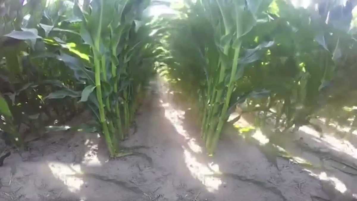Bayer scientists developing shorter corn stalks to resist high winds
