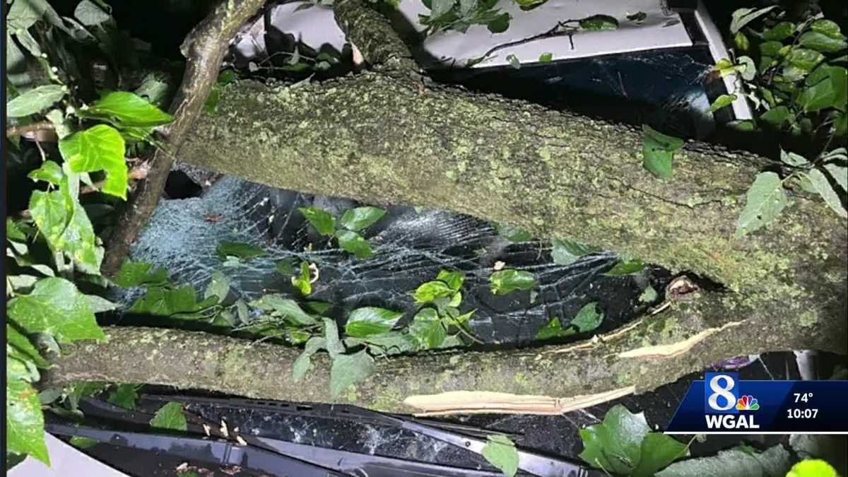 Couple narrowly escapes tree falling on car