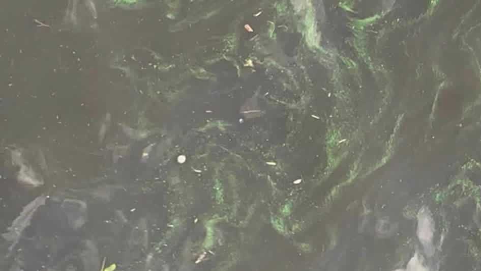 Toxic blue-green algae found in Florida during winter