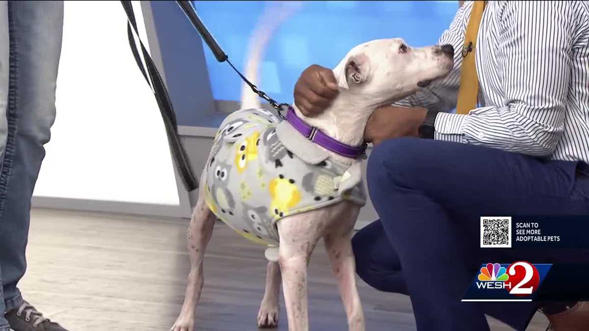 WESH 2 the Rescue: Adopt Stella today