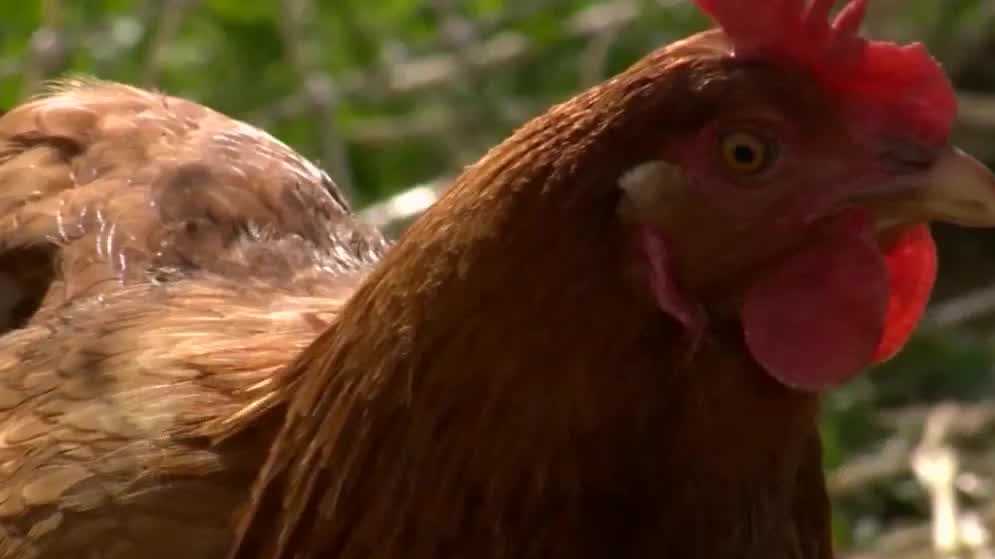 How inflation is driving rising costs of chicken in California