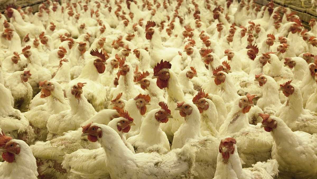 Unions sue USDA over faster chicken plant production speeds