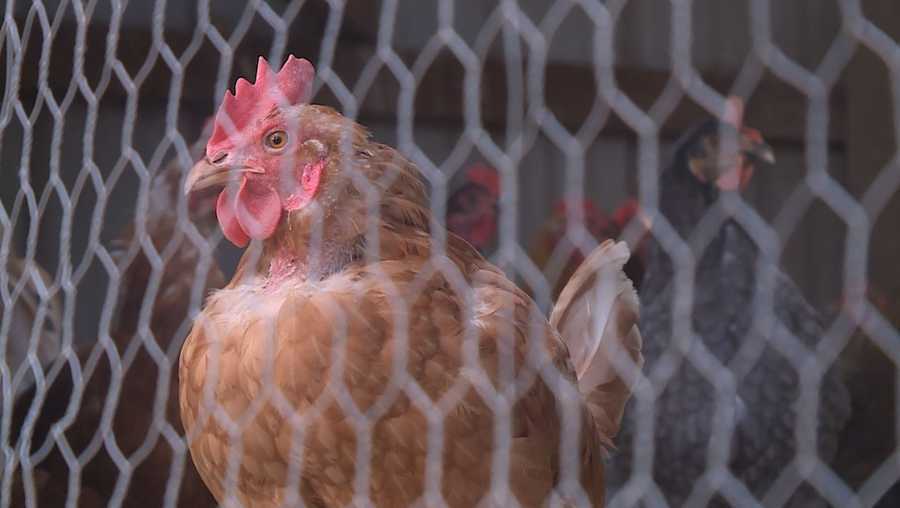 Nebraska Department of Agriculture says to protect against bird flu