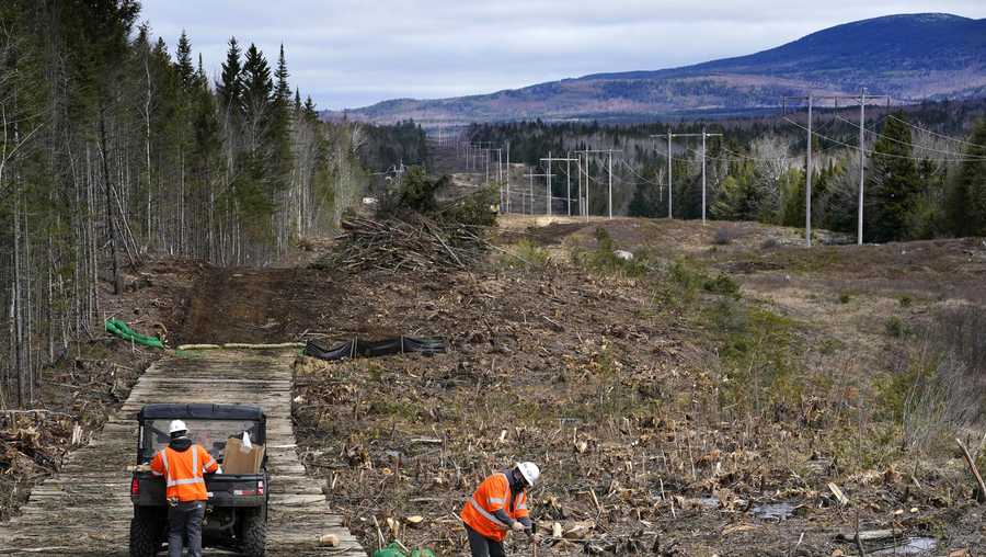 Tiny bats put kibosh on power corridor tree-cutting for 2 months