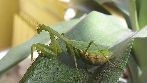 Praying mantises have been documented eating small birds
