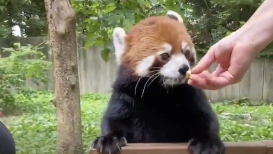 Red panda cub born at Cincinnati Zoo