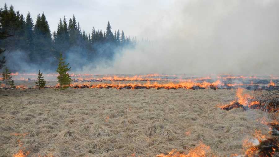 LSU AgCenter to offer class on how to correctly perform prescribed burns