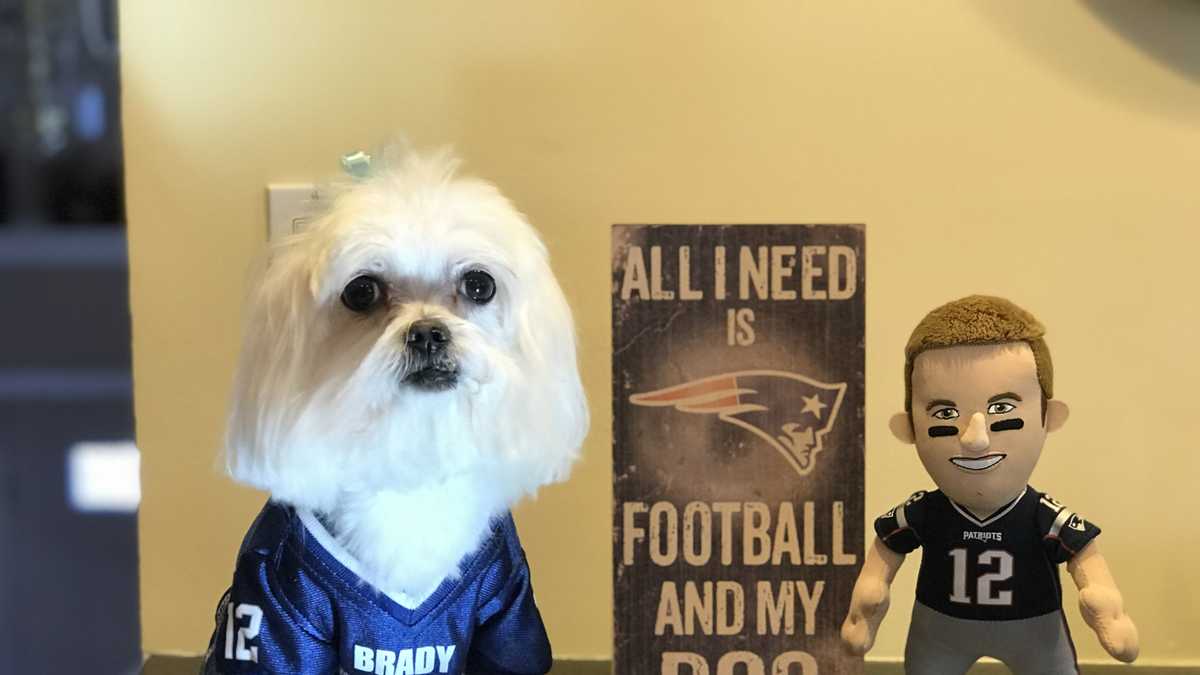 Meet the cutest Patriot fans gearing up for Super Bowl Sunday