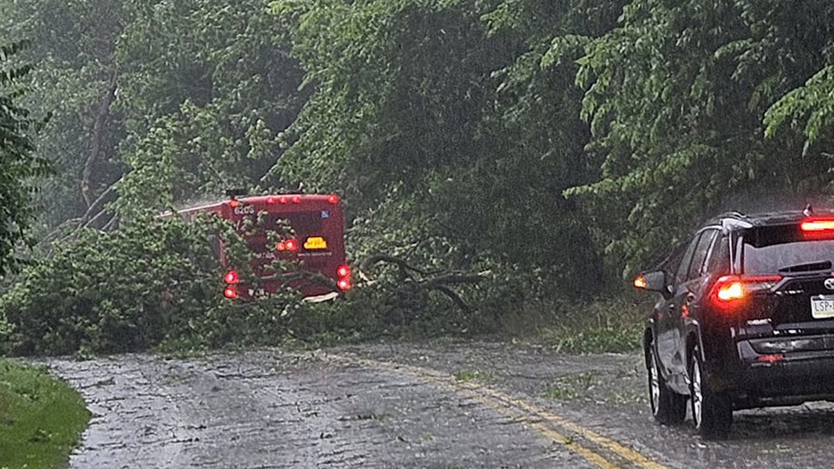 Tree falls on top of PRT bus during storm