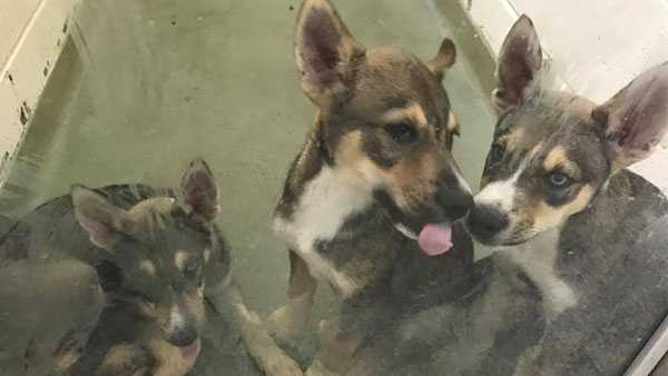 Dogs evacuated from Puerto Rico up for adoption in Cincinnati